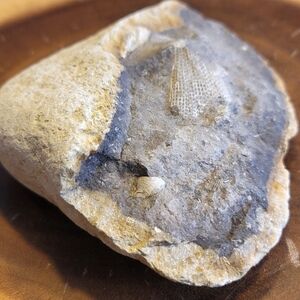 Natural | Accents | Authentic Ancient Fenestella Bryozoan Fossil ...